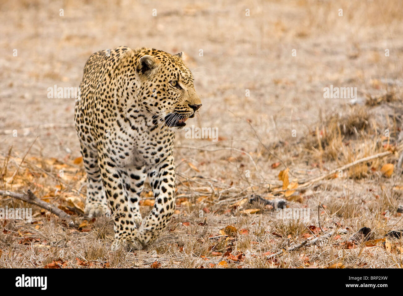 Leopard walking in dry grassland Stock Photo - Alamy