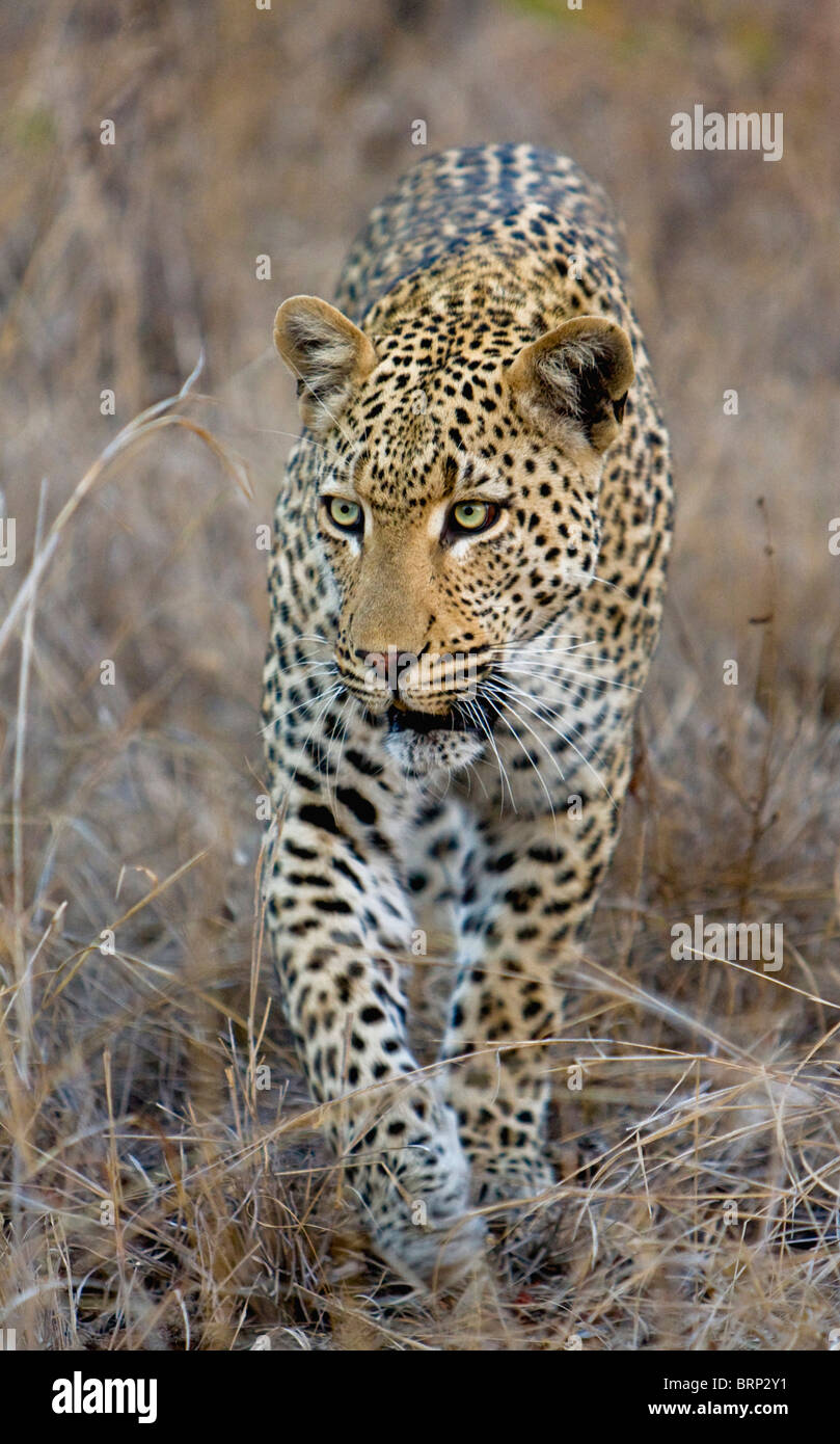Leopard in grassland hi-res stock photography and images - Alamy