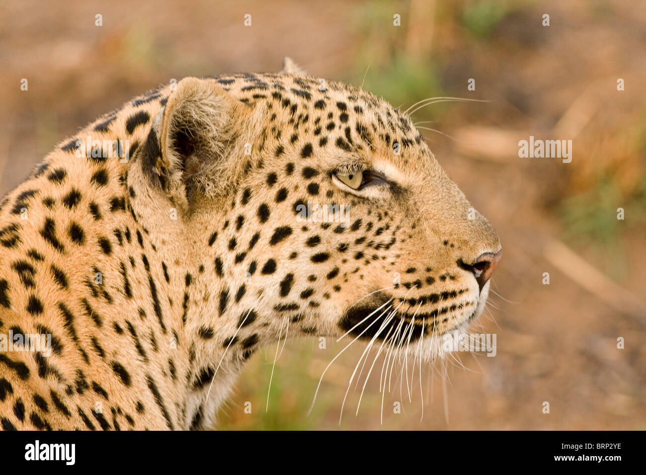 Sideview portrait of a Leopard Stock Photo - Alamy