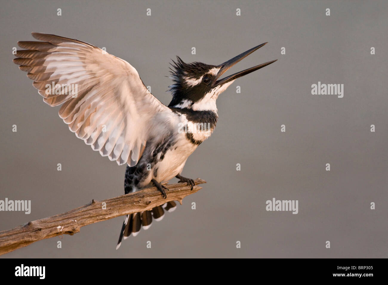 Kingfisher wings hi-res stock photography and images - Alamy