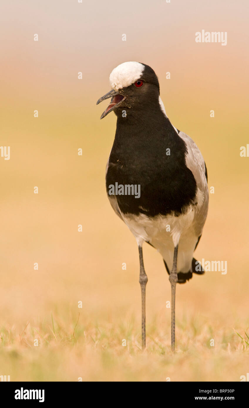 Blacksmith lapwing hi-res stock photography and images - Alamy