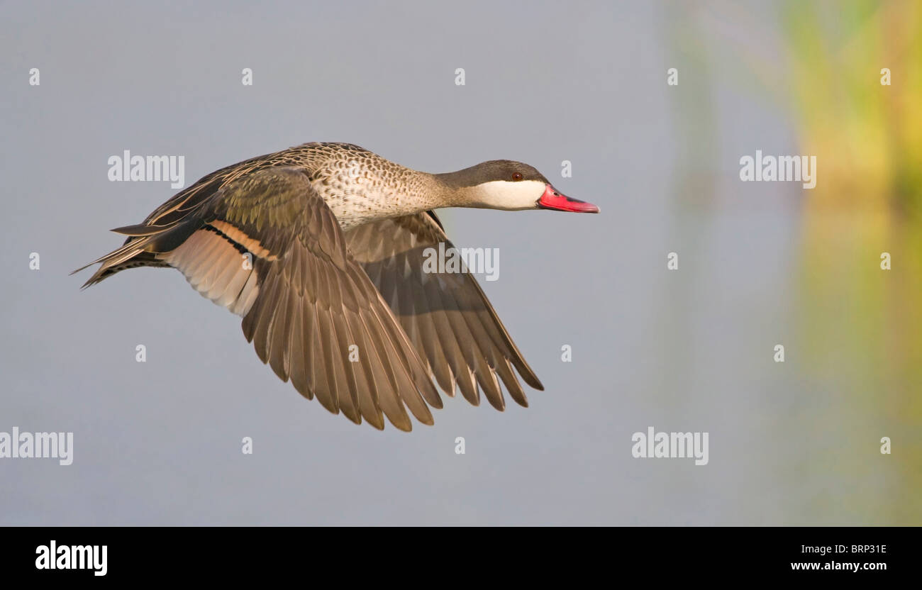 Teal in flight hi-res stock photography and images - Alamy