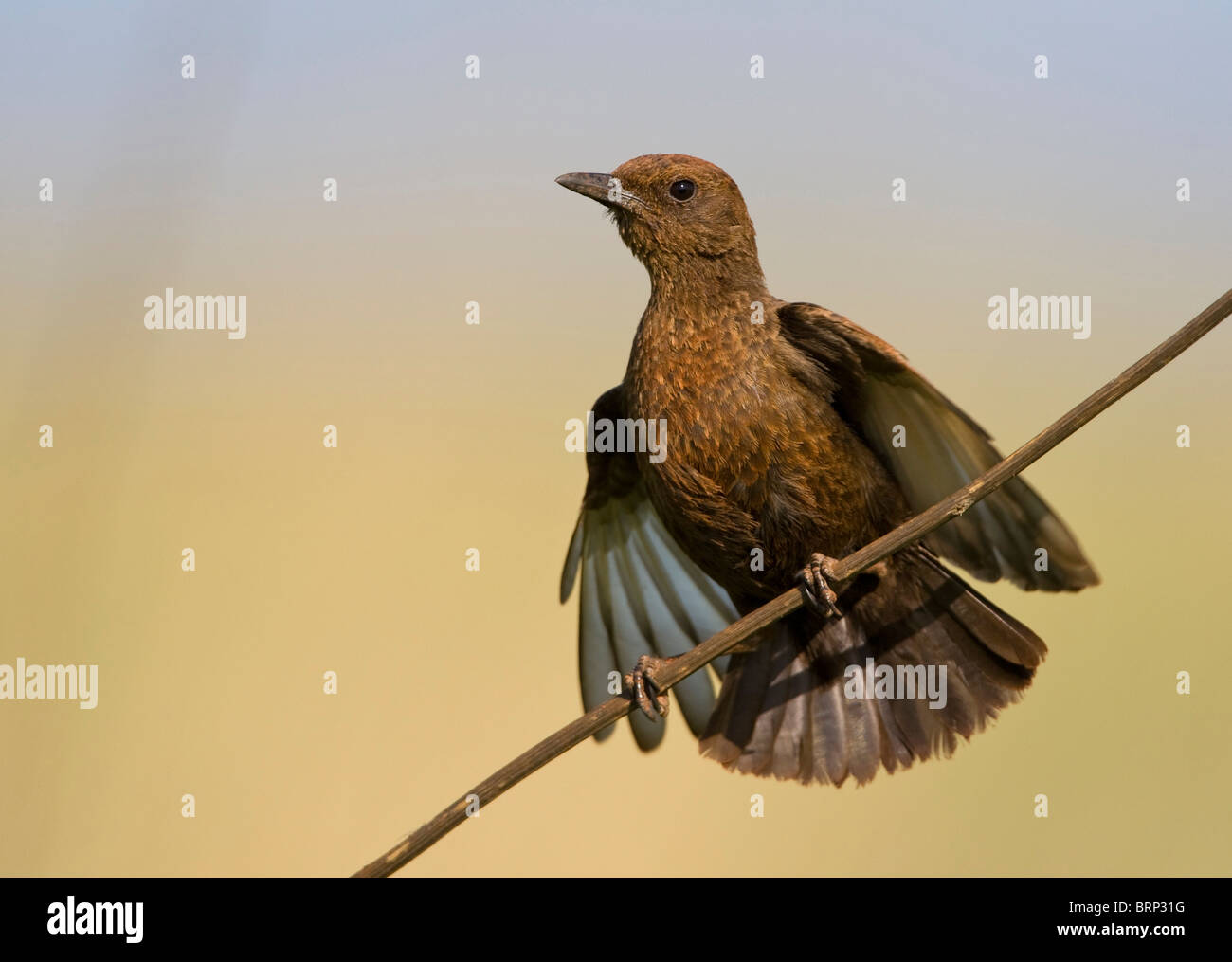 Ant-eating Chat perched on thin branch Stock Photo - Alamy