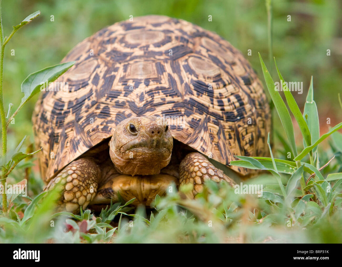 African leopard tortoise hi-res stock photography and images - Alamy