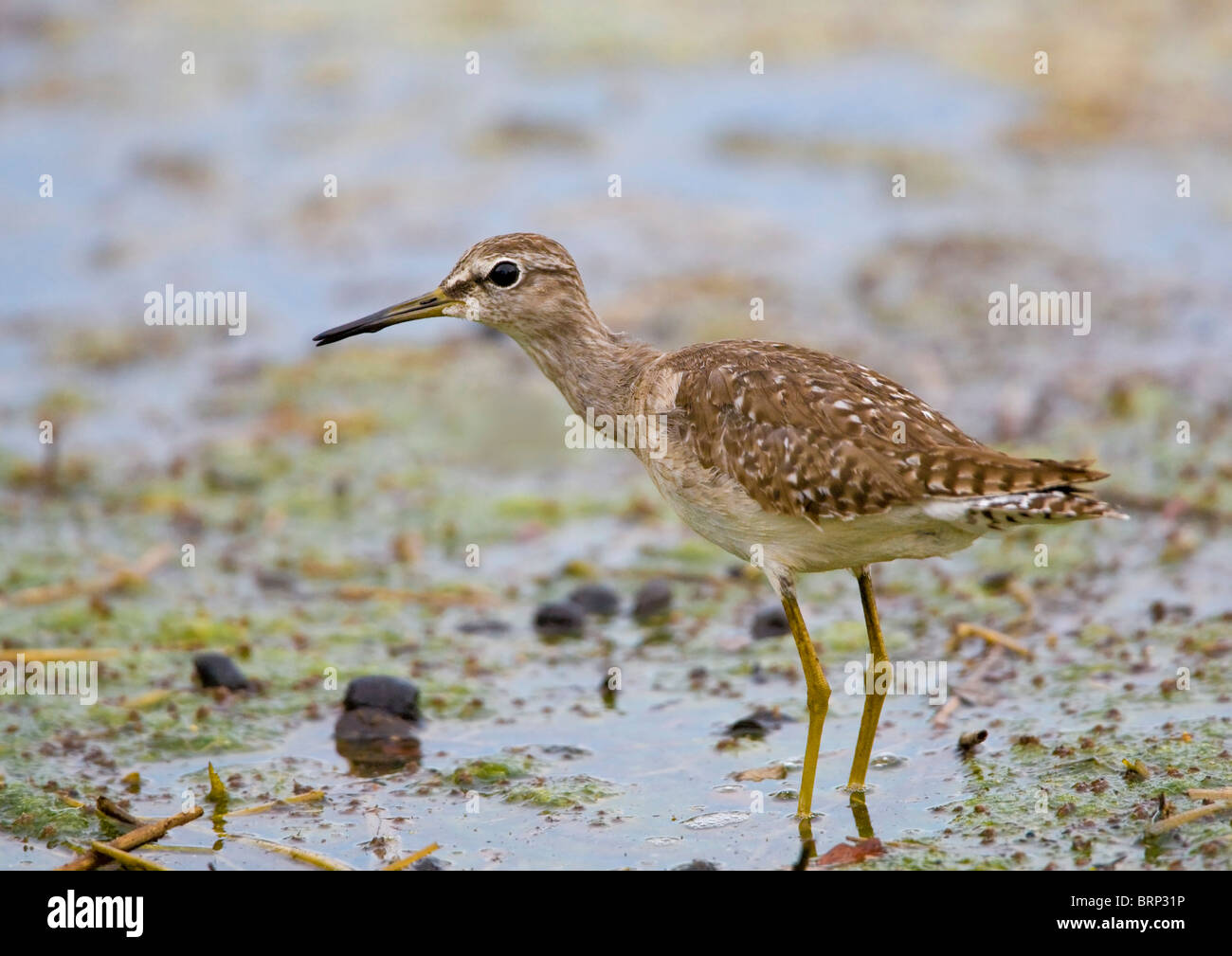 Wood Sandpiper standing in marshy area Stock Photo - Alamy