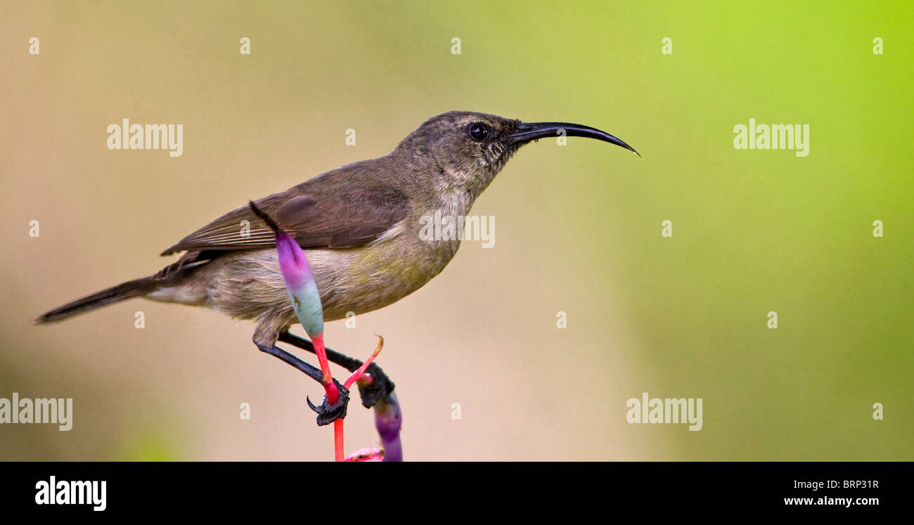 Greater Double-collared Sunbird Stock Photo - Alamy