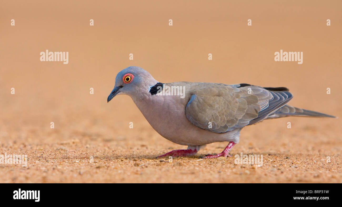 African Mourning Dove on dry sandy ground Stock Photo - Alamy