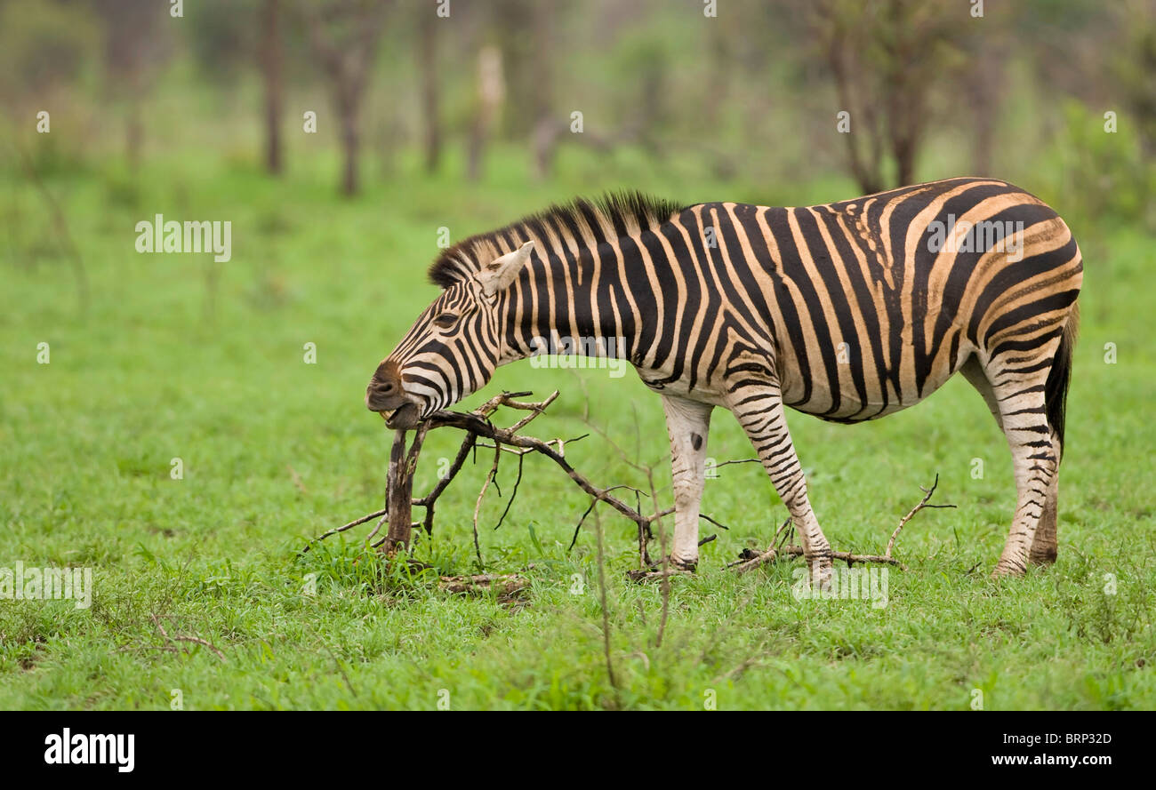Dead zebra hi-res stock photography and images - Alamy