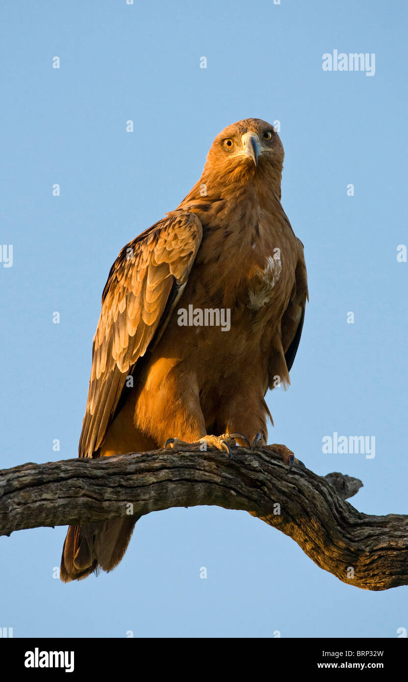 Perched eagle hi-res stock photography and images - Alamy