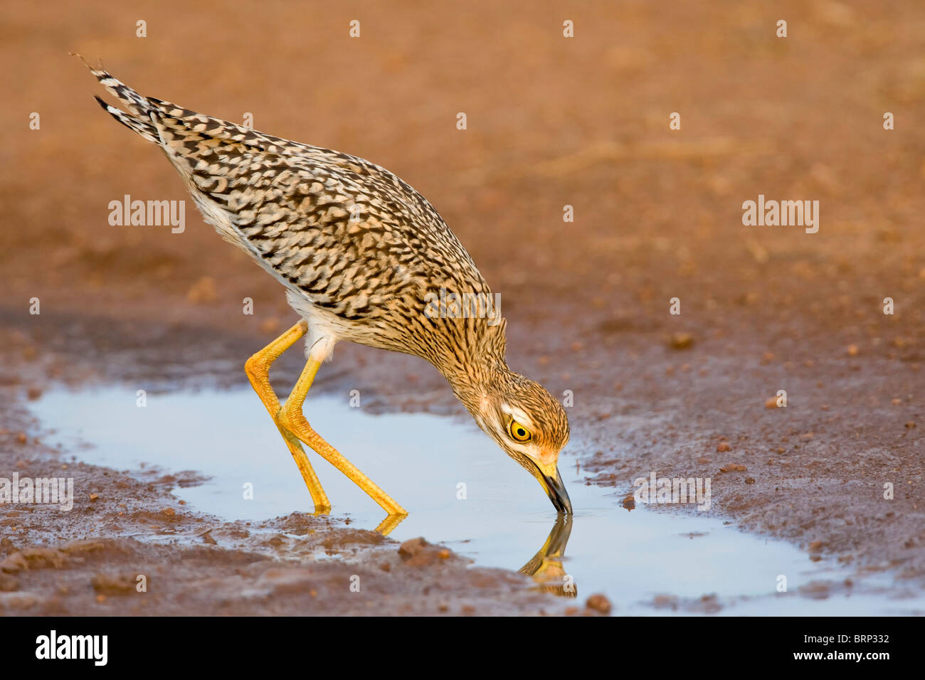 Black bird drinking from puddle hi-res stock photography and images - Alamy