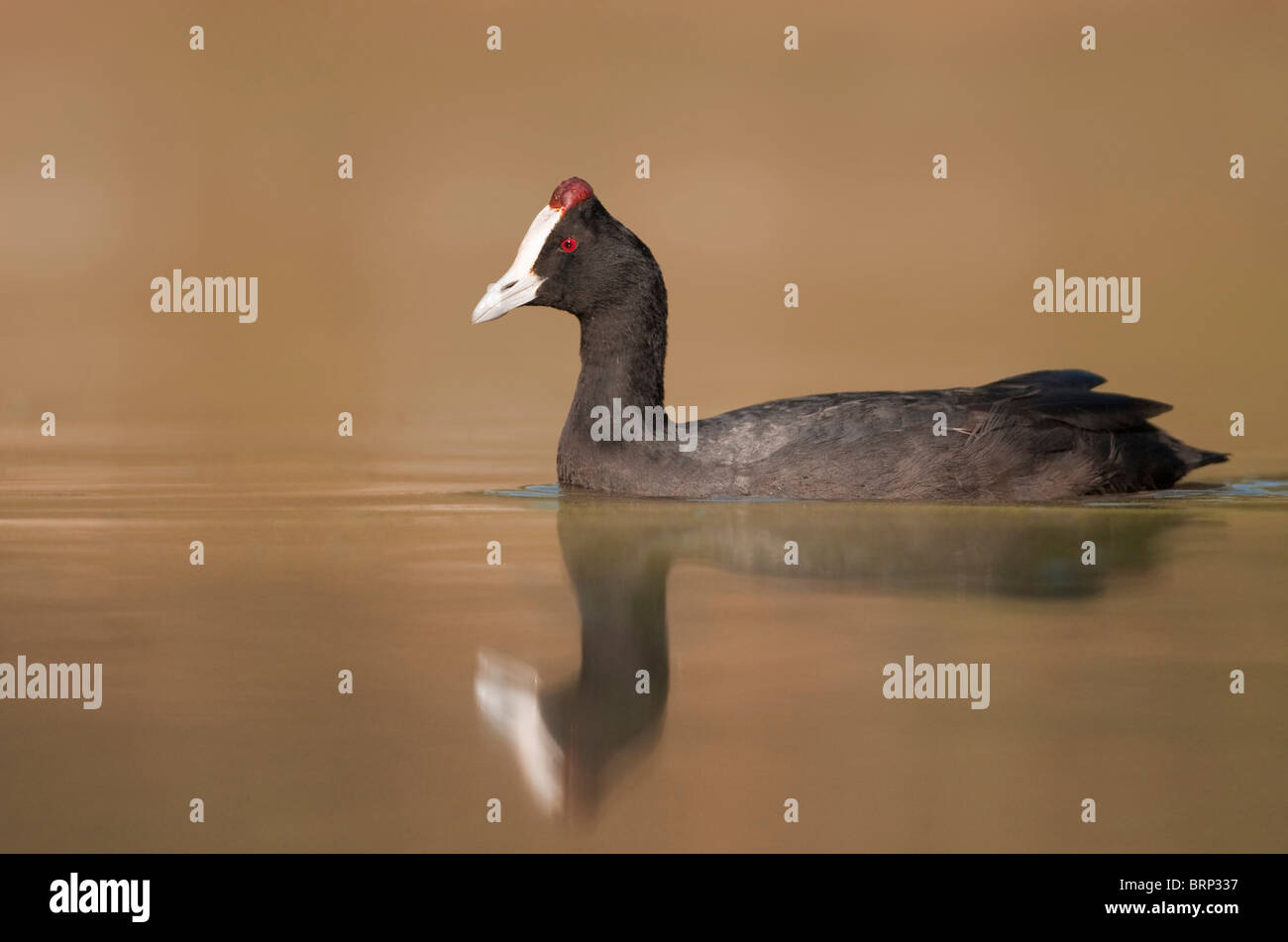 African coot hi-res stock photography and images - Alamy