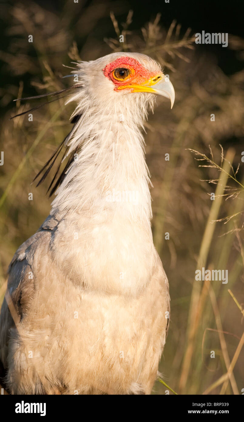 Secretary bird portrait Stock Photo - Alamy