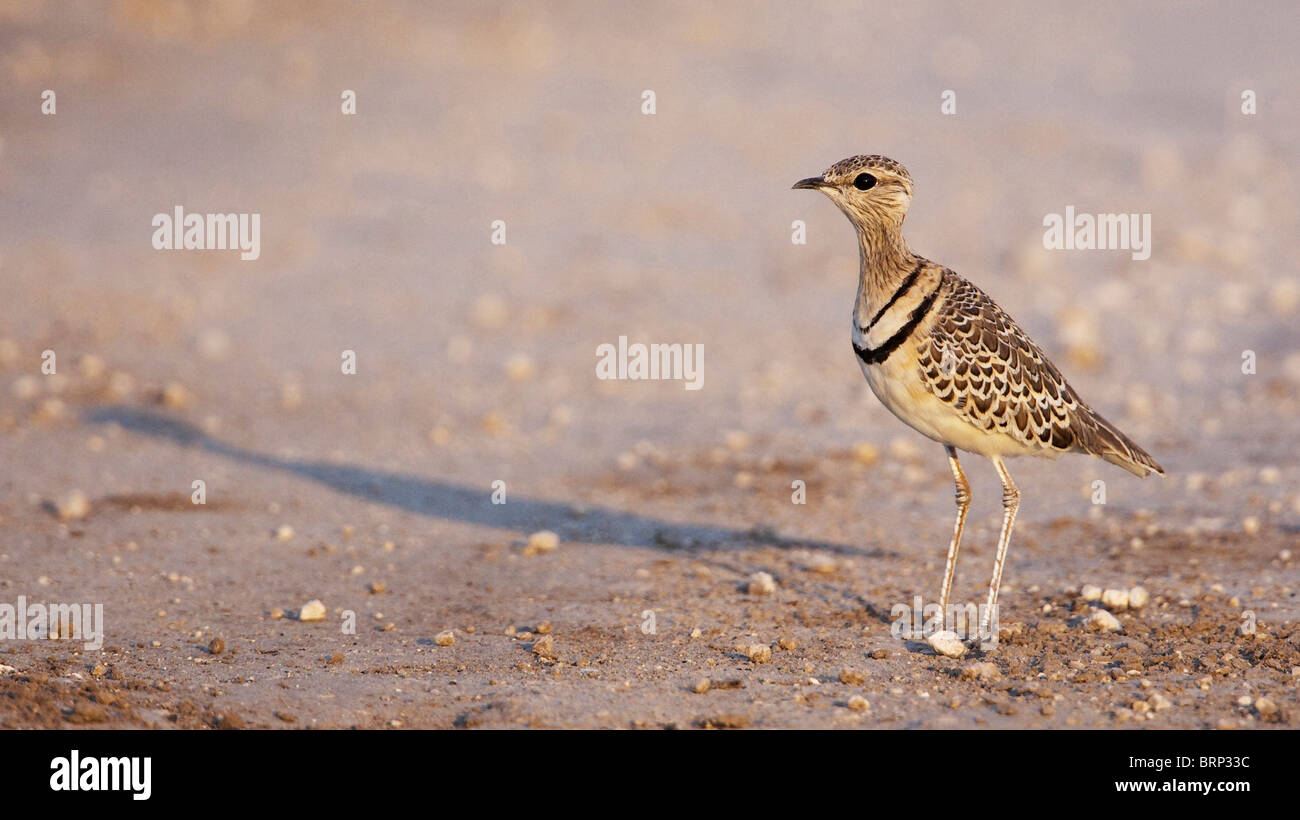 Double bird pattern hi-res stock photography and images - Alamy
