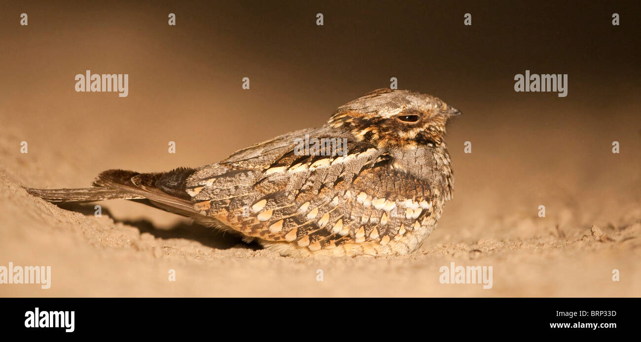 Nightjar hi-res stock photography and images - Alamy