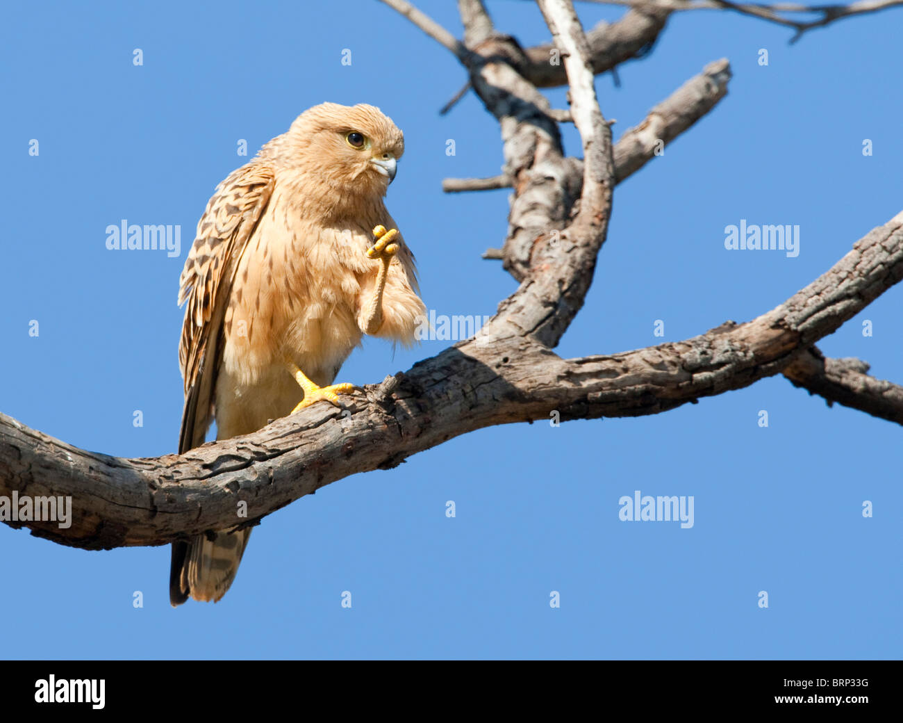 African kestrel hi-res stock photography and images - Alamy