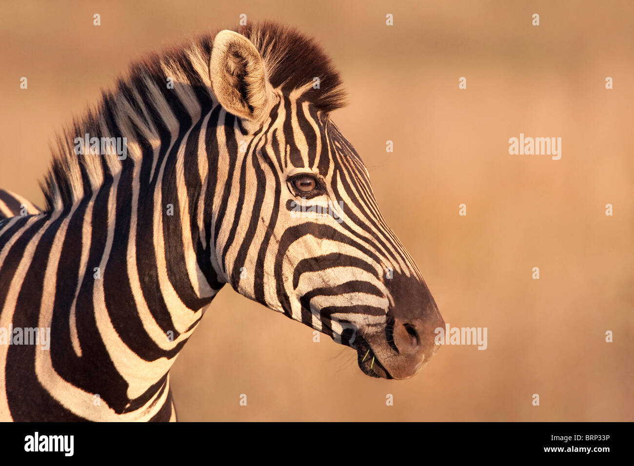 Zebra portrait hi-res stock photography and images - Alamy