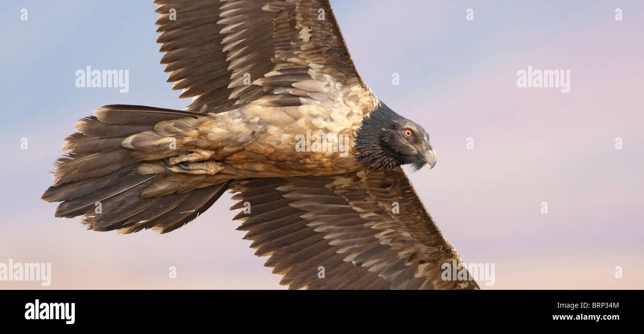 Bearded Vulture in flight Stock Photo - Alamy
