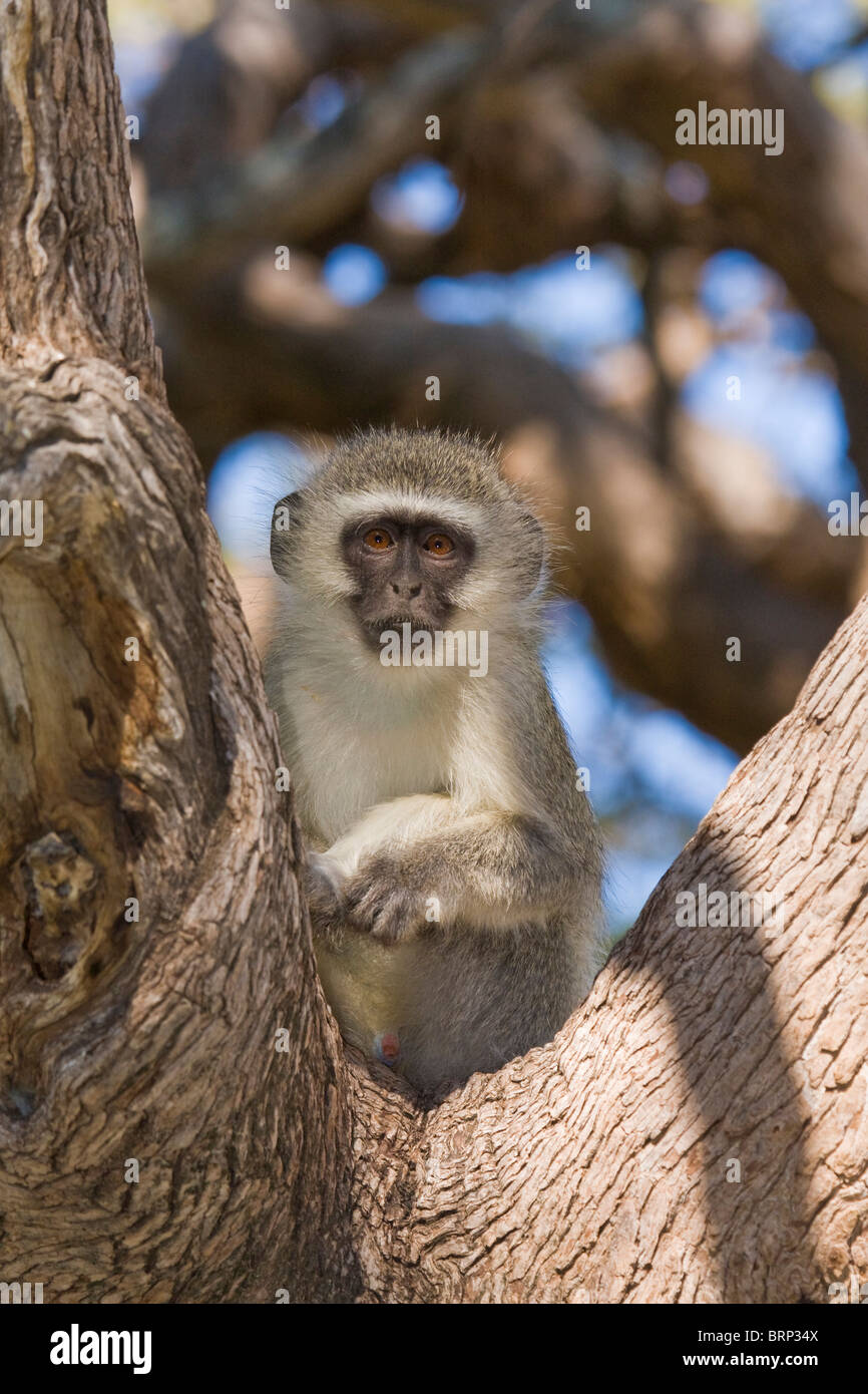Vervet monkey bark hi-res stock photography and images - Alamy