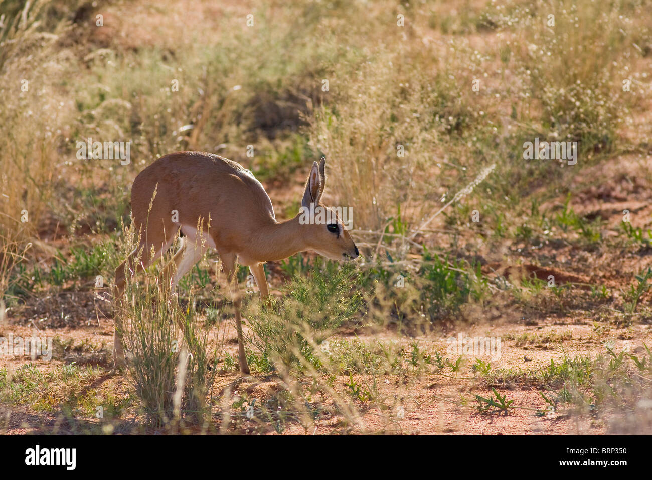 Semi Arid Grassland High Resolution Stock Photography and Images - Alamy