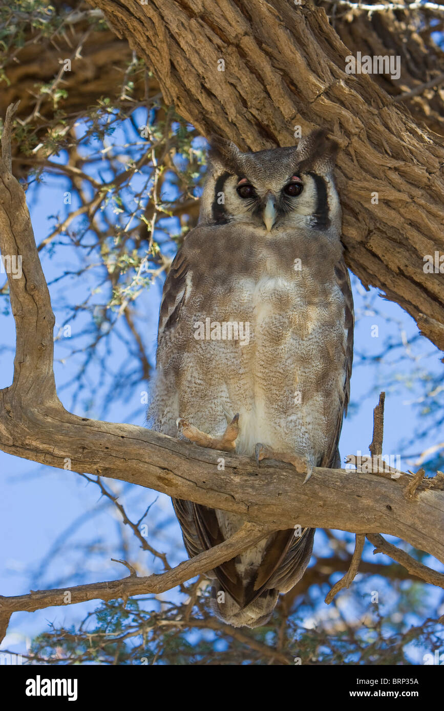 Black eagle owl hi-res stock photography and images - Alamy