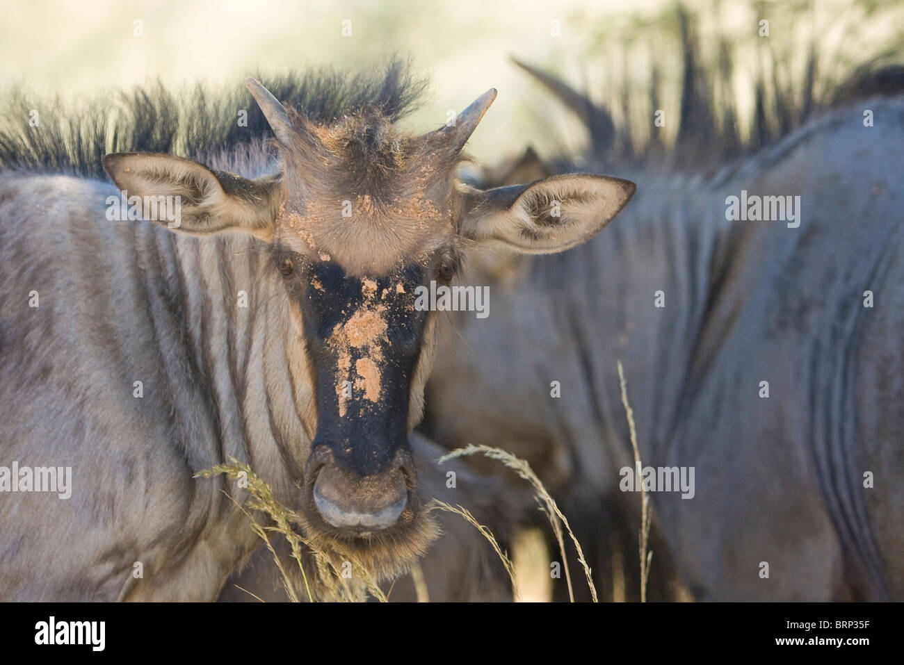 Blue Wildebeest portrait Stock Photo - Alamy