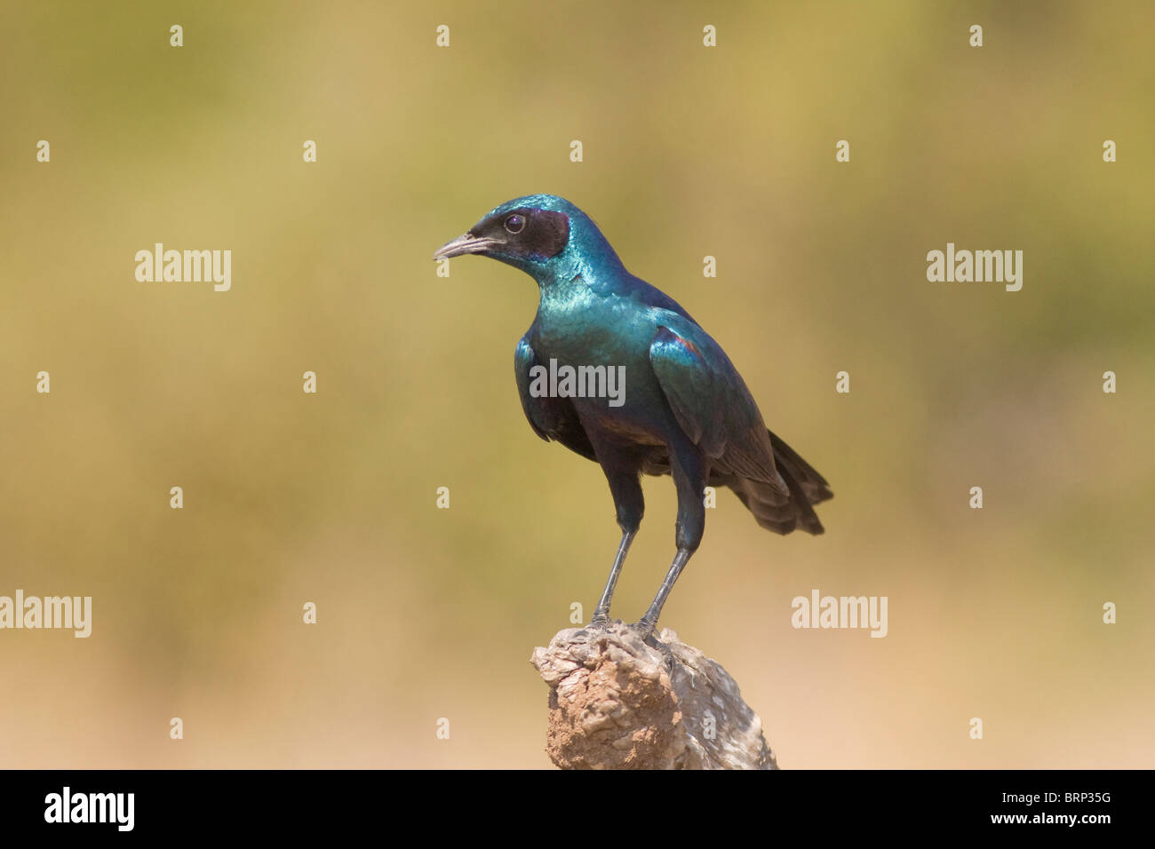Starling colours hi-res stock photography and images - Alamy