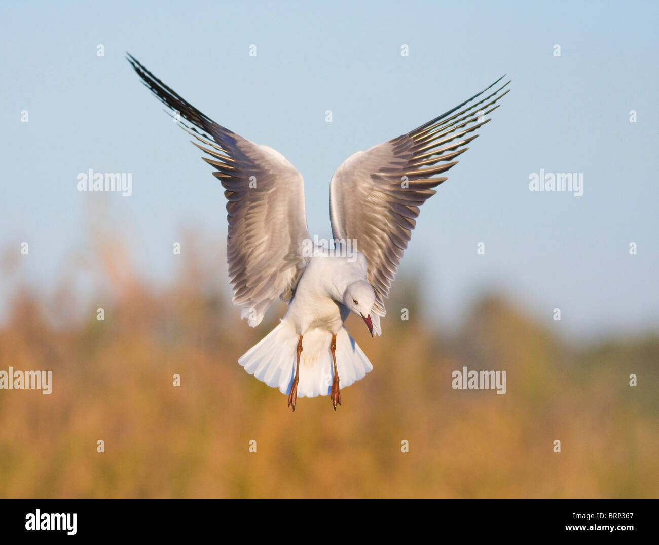 Grey-headed Gull in flight Stock Photo - Alamy