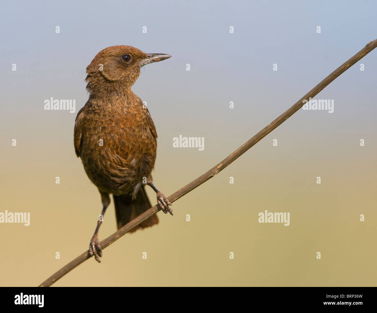 Ant-eating Chat perched on a branch Stock Photo - Alamy