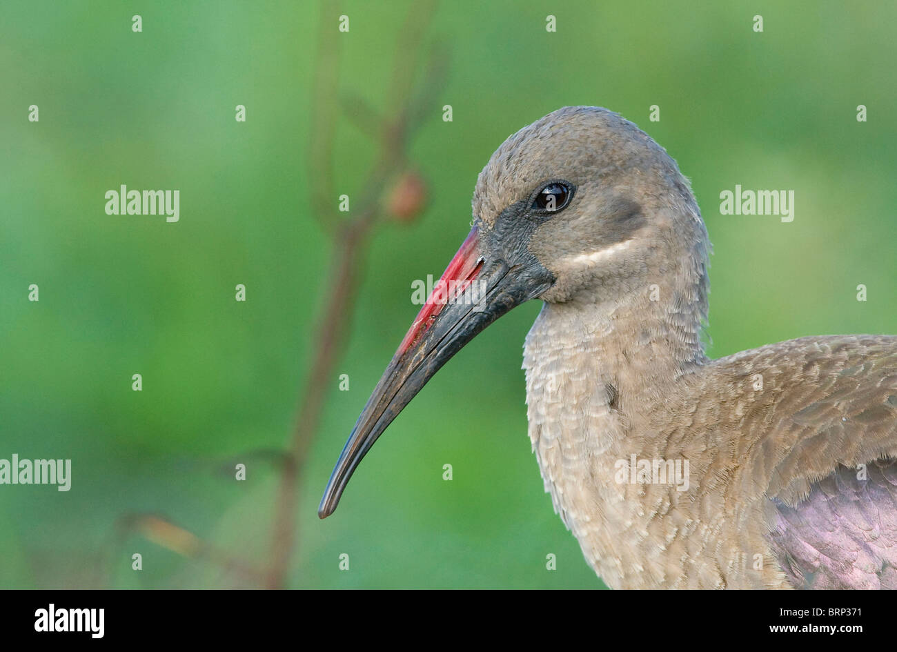 Hadeda Ibis portrait Stock Photo - Alamy