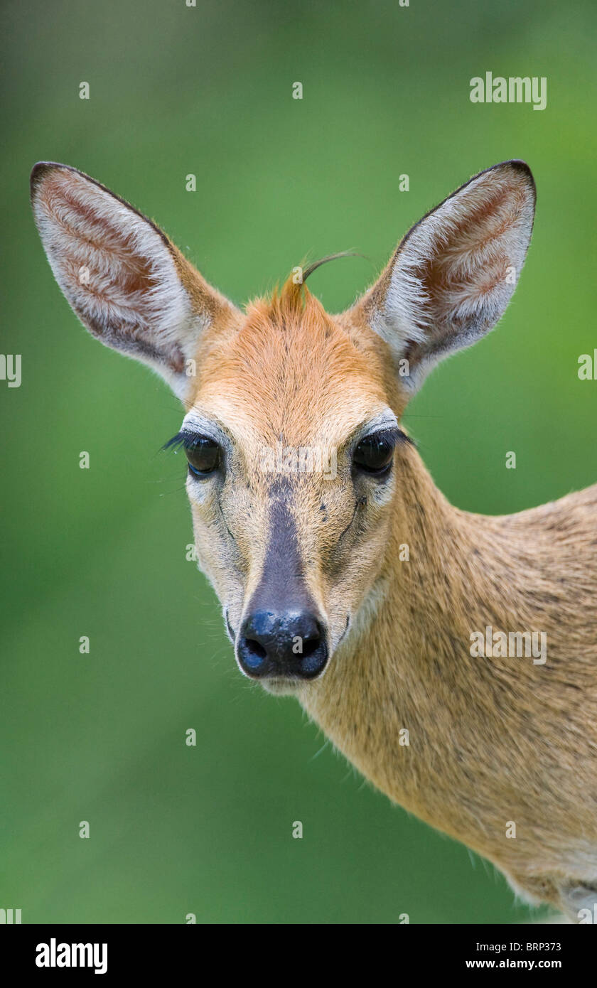 Grey duiker portrait Stock Photo - Alamy