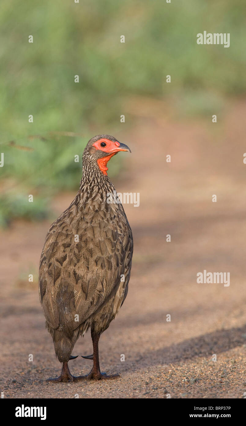 Spurfowl hi-res stock photography and images - Alamy