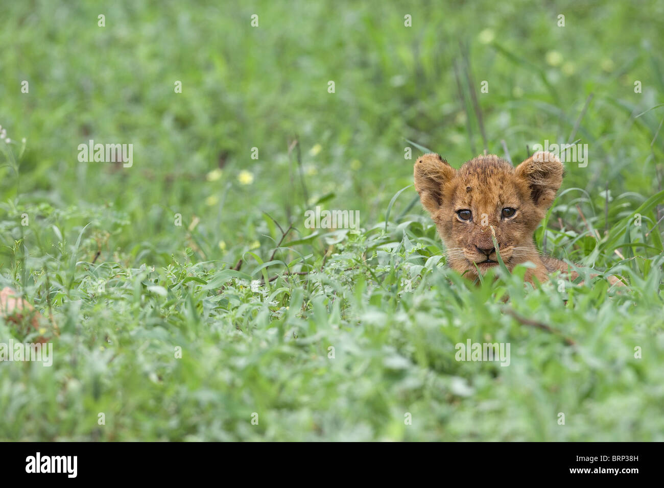 Lion cub hide and seek hi-res stock photography and images - Alamy