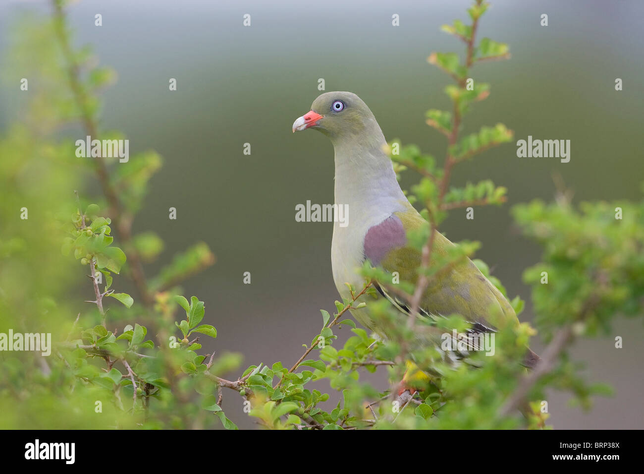 African pigeon hi-res stock photography and images - Alamy