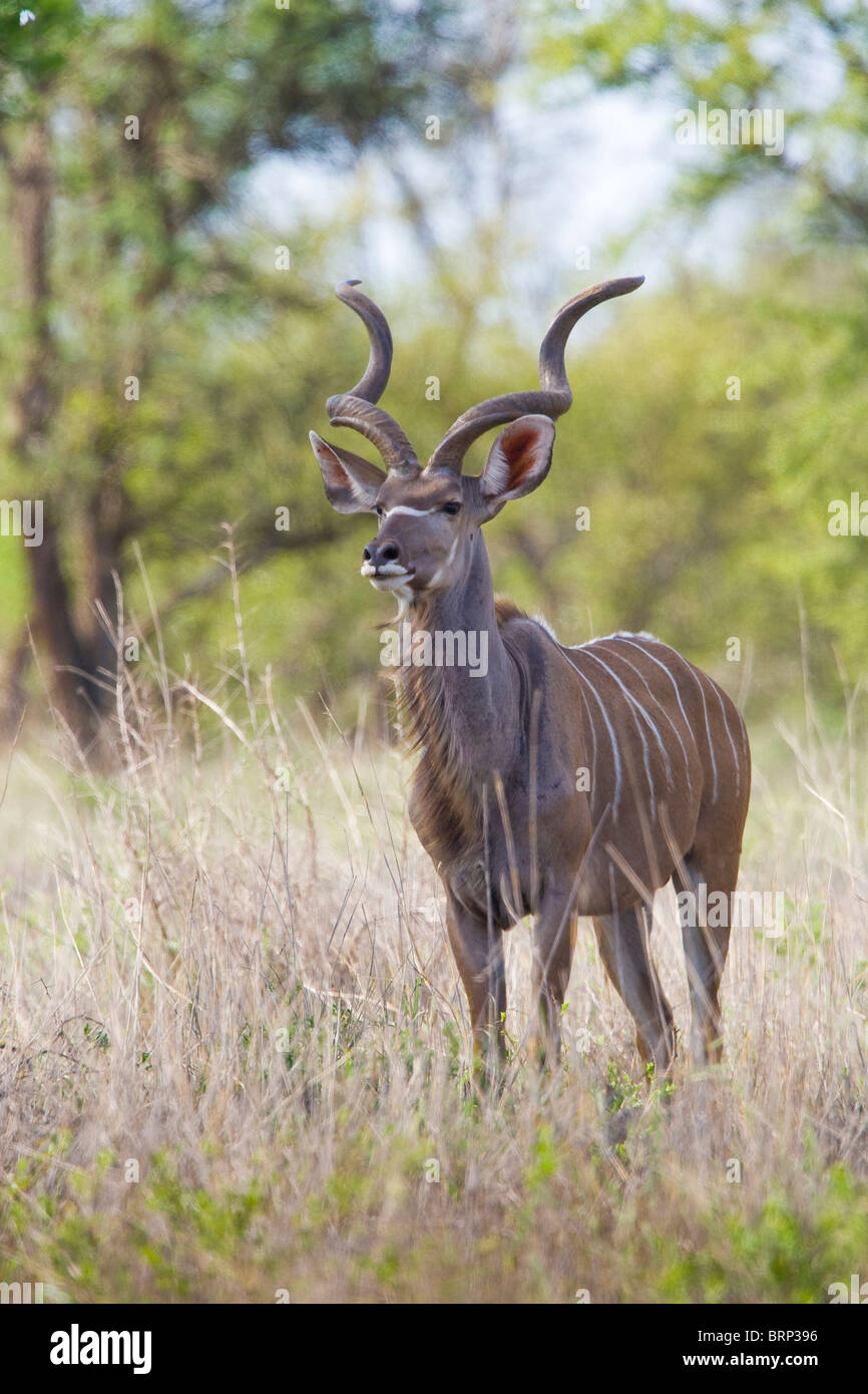 Bull ram hi-res stock photography and images - Alamy