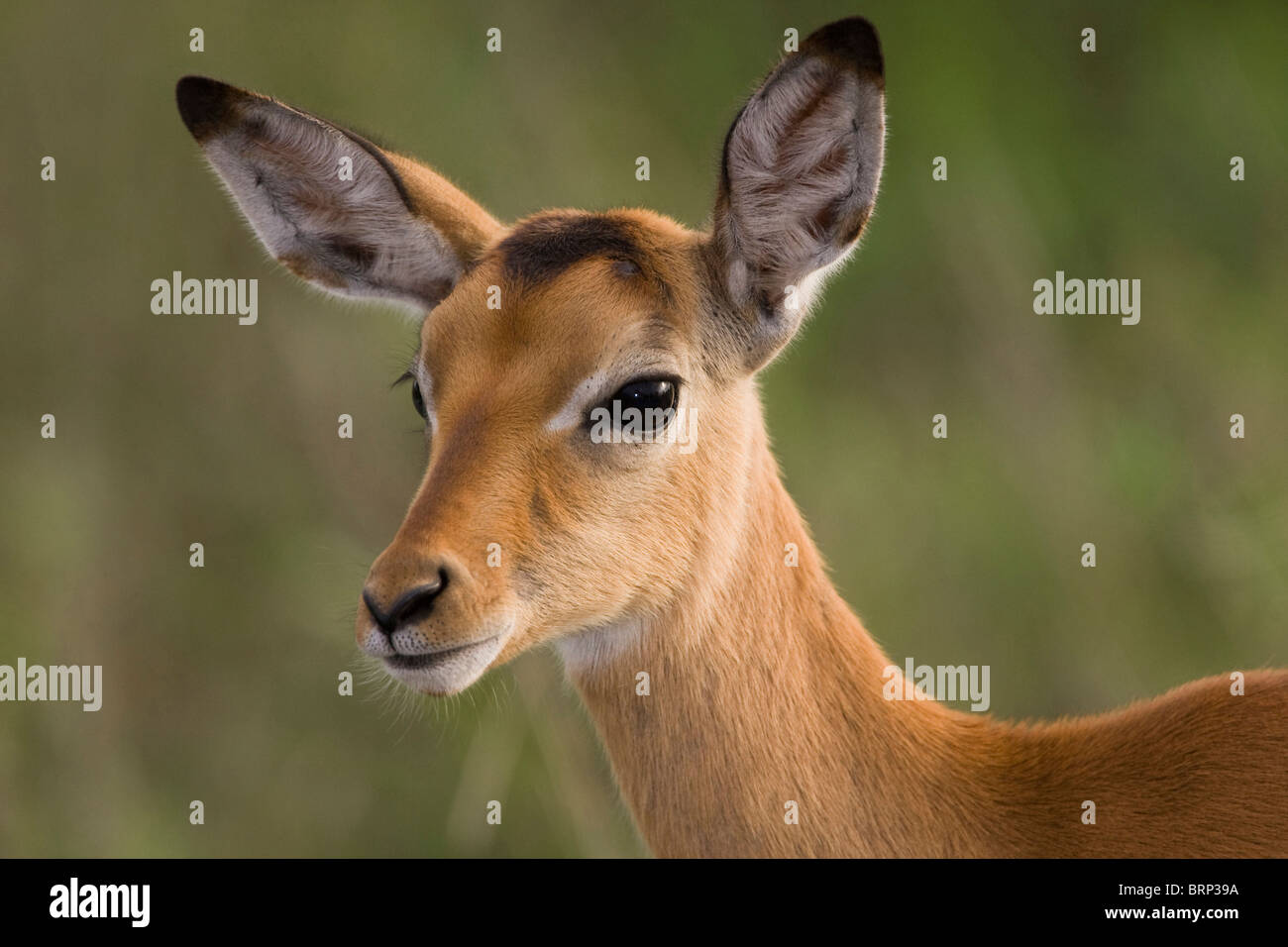 Baby impala portrait Stock Photo - Alamy
