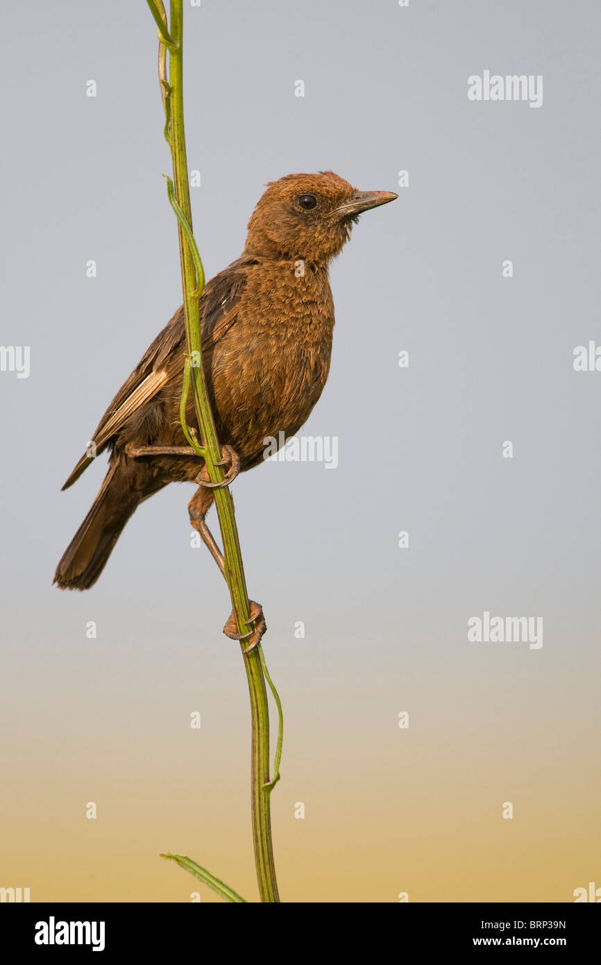 Ant eating hi-res stock photography and images - Alamy