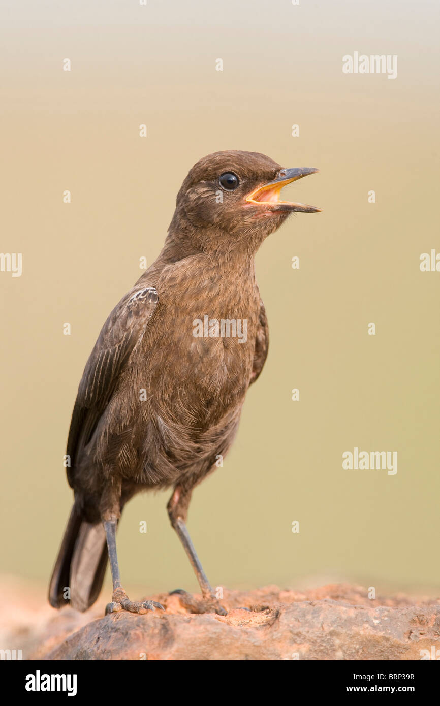 Bird eating an ant hi-res stock photography and images - Alamy