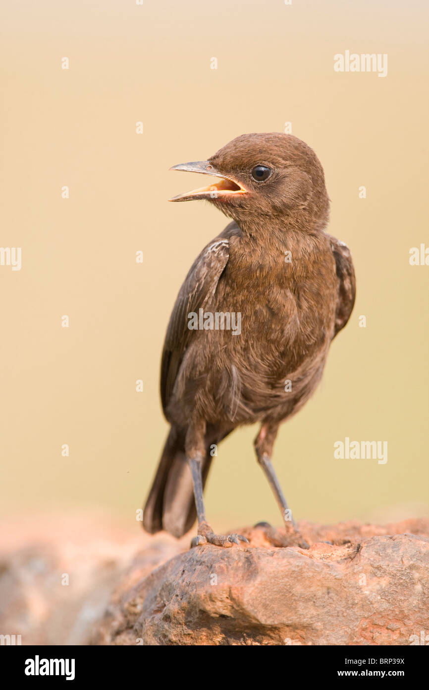 Ant-eating Chat calling Stock Photo - Alamy