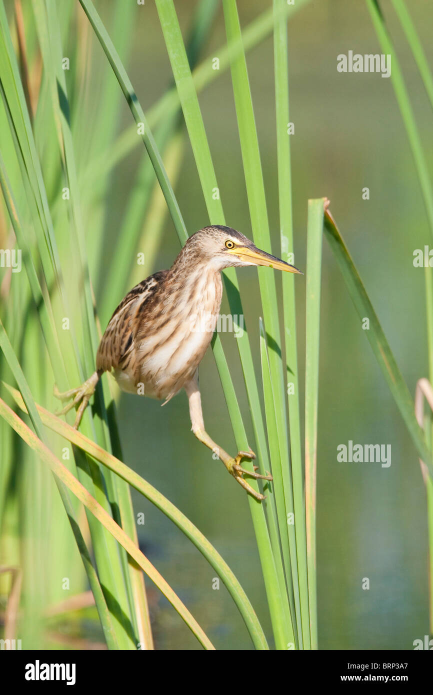 Female humour hi-res stock photography and images - Alamy