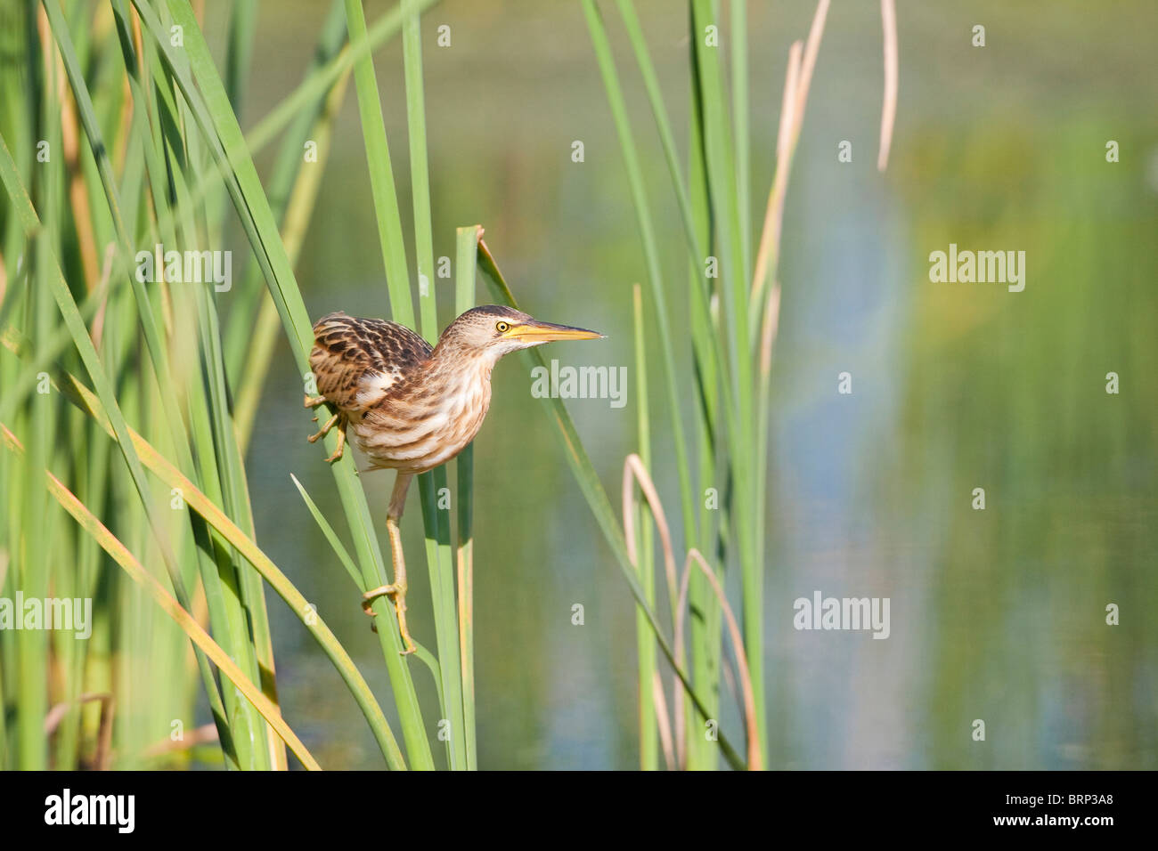 Bittern hi-res stock photography and images - Alamy