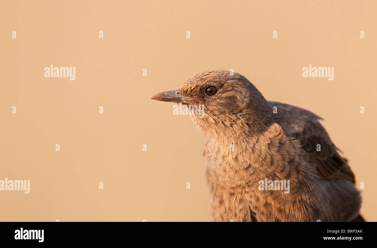 Ant-eating Chat in warm light Stock Photo - Alamy
