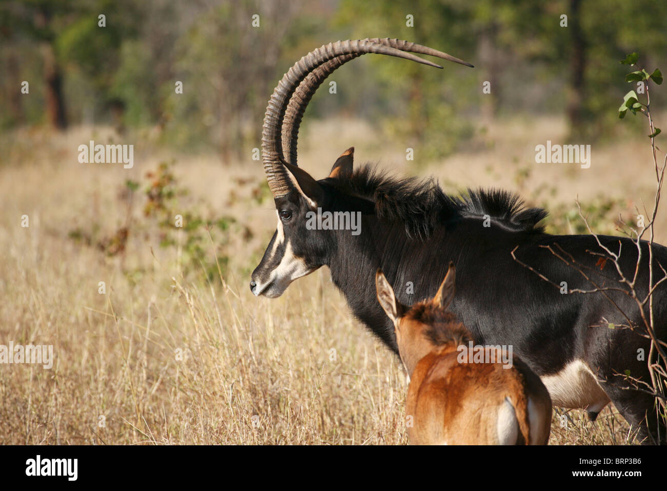 Giant Sable antelope bull and cow Stock Photo - Alamy