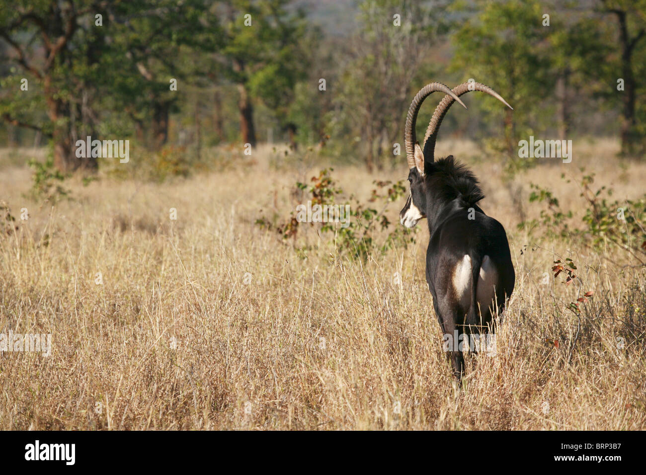 Giant Sable antelope bull Stock Photo - Alamy