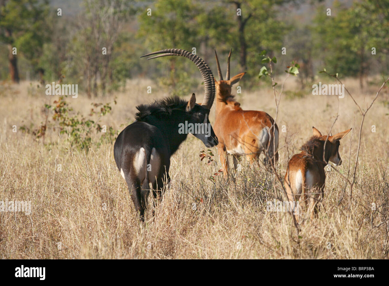 Giant Sable antelope bull and cows Stock Photo - Alamy