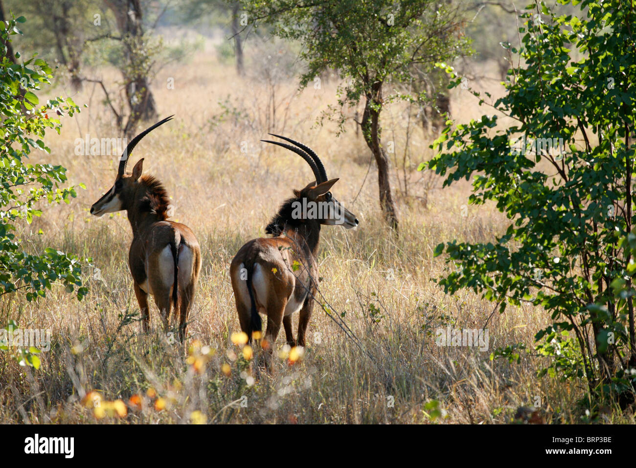 Sable antelope cows Stock Photo - Alamy