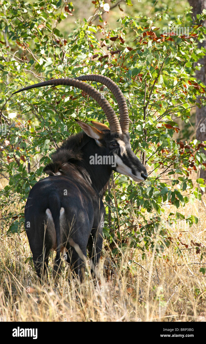 Giant Sable antelope bull in bushveld area Stock Photo - Alamy