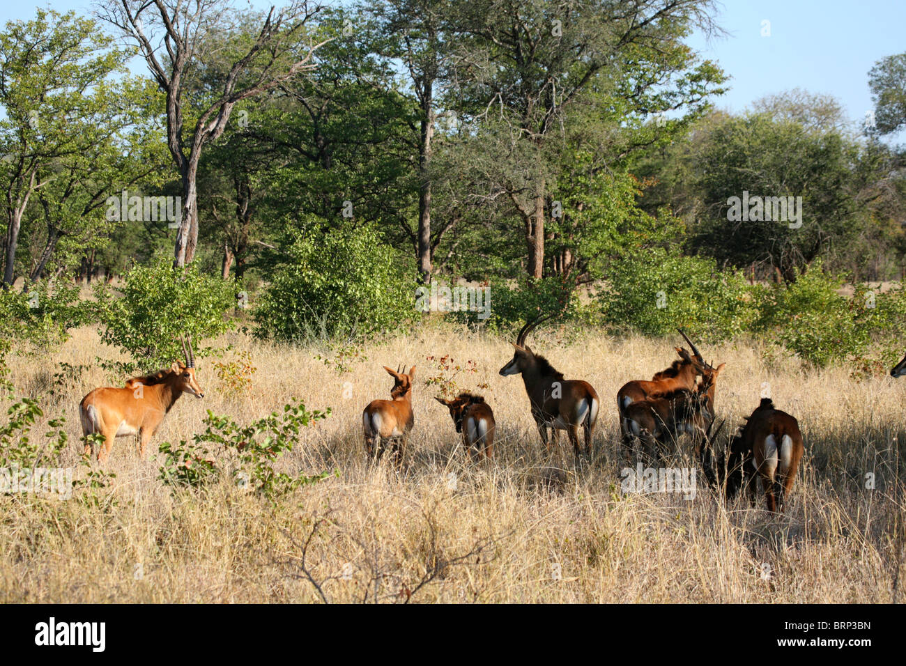 Sable antelope bull and cows standing in shade Stock Photo - Alamy