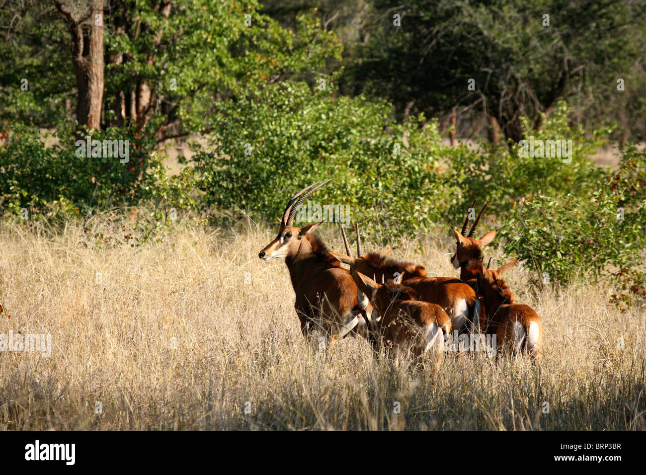 Sable antelope bull and cows standing in shade Stock Photo - Alamy