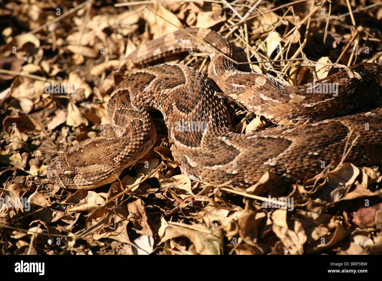 Puff Adder Stock Photos & Puff Adder Stock Images - Alamy