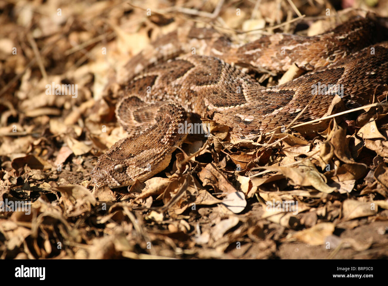 Puff adder hi-res stock photography and images - Alamy